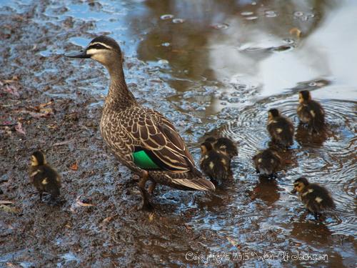 Pacific Black Duck Mallard Hybrid
